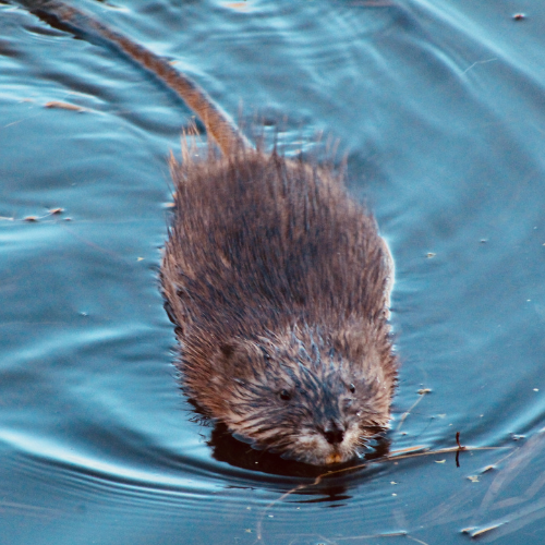 Muskrat Removal Services in Illinois | Humane Wildlife Control | PWR