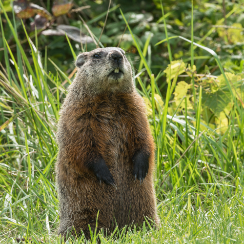 Groundhog Removal Services in Illinois | Safe Wildlife Control | PWR