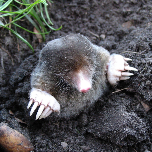 Mole Removal Services in Illinois | Expert Lawn Protection | PWR