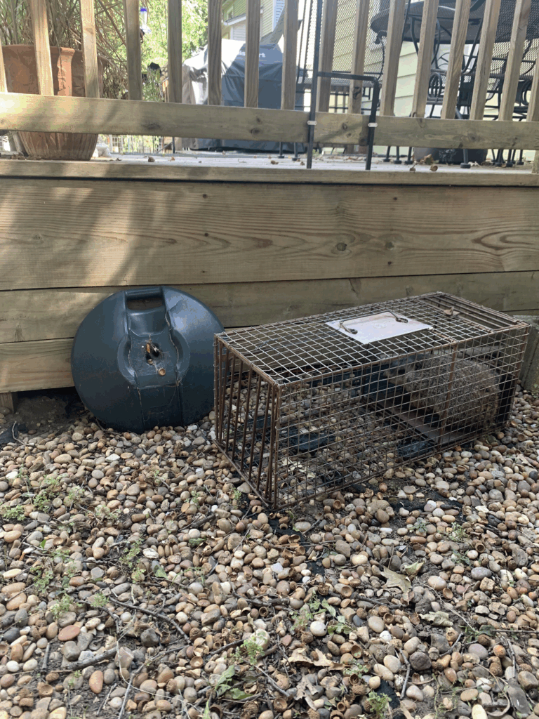 Groundhog Removal Services in Illinois | Safe Wildlife Control | PWR